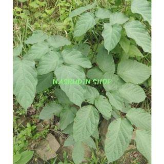 Jual TANAMAN HIAS BUNGA TEROMPET INDIA / POHON TEROMPET INDIA ...