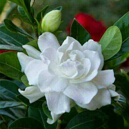 Jual Bibit Tanaman Hias Bunga Ceplok Piring Nan Cantik Putih | Shopee ...