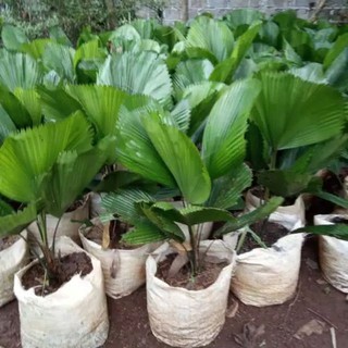 Jual palem kol murah berkualiatas | Shopee Indonesia