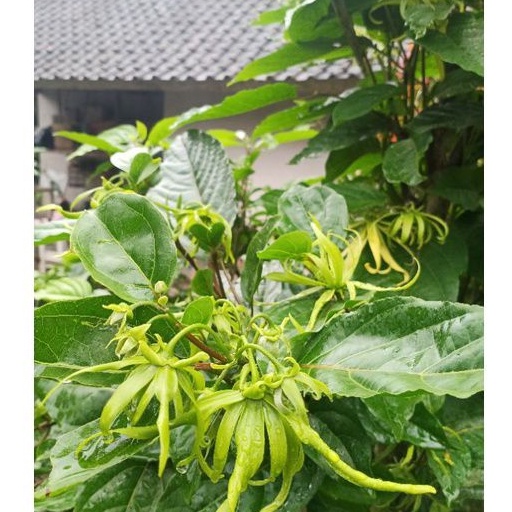 Jual Tanaman Bunga Kenanga / Tanaman Hidup Bunga Sandat / Tanaman Hias ...