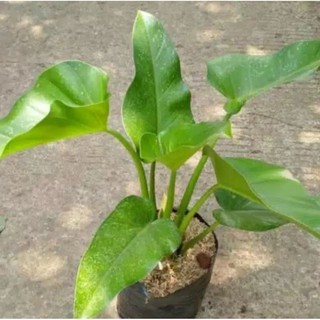PHILO MARBLE/philodendron marbel Termurah paling favorit/philodendron ...