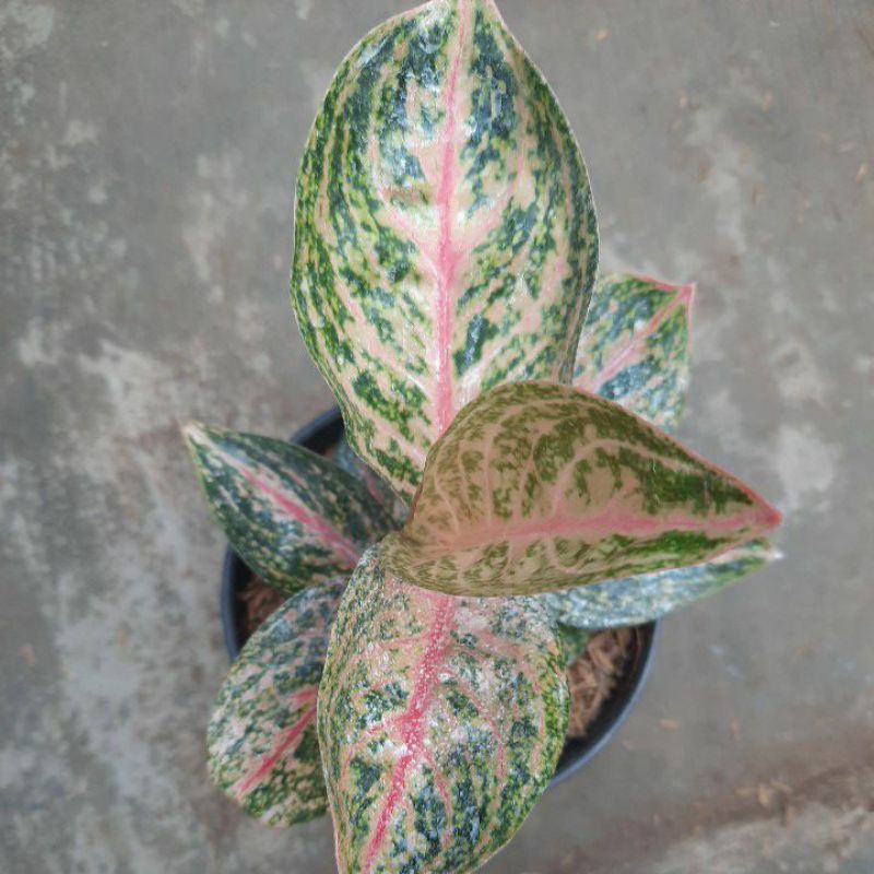 Jual aglaonema widuri | Shopee Indonesia