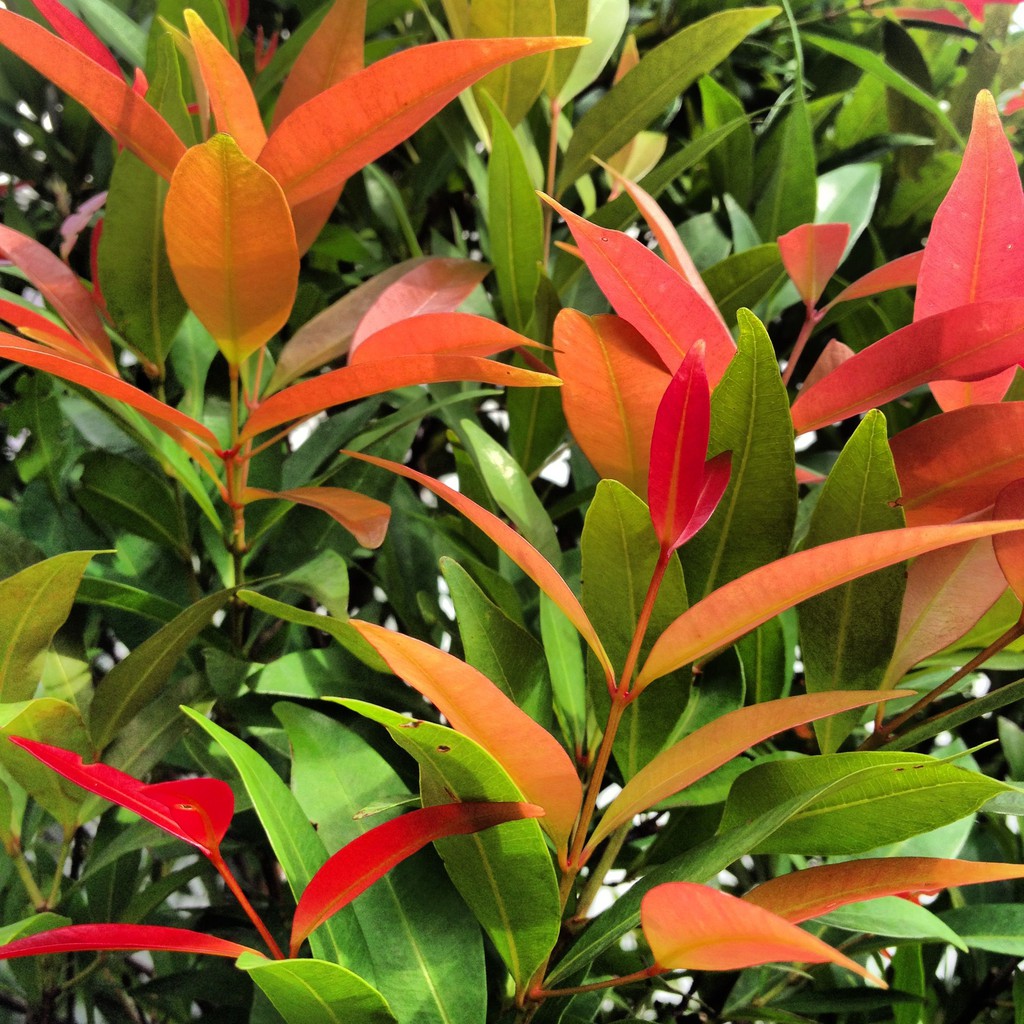 Jual Bibit Tanaman Hias Pucuk Merah Cantik Dan Rimbun Pohon Pucuk Merah ...