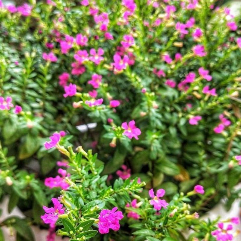 Jual ( BISA COD ) Bunga Hias Taiwan Beauty Bunga Ungu & Putih - Tanaman ...