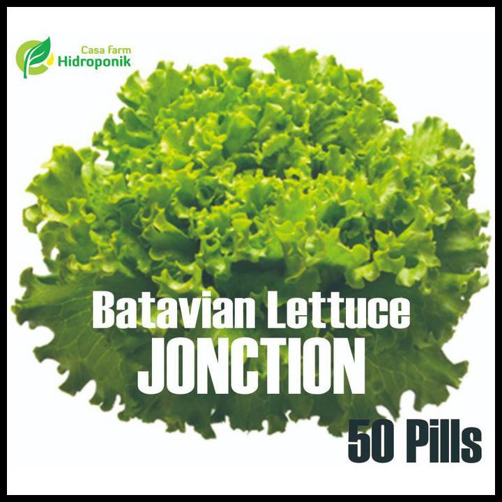 Jual Benih Sayuran Selada Lettuce Junction Rz Rijk Zwaan - Repack ...