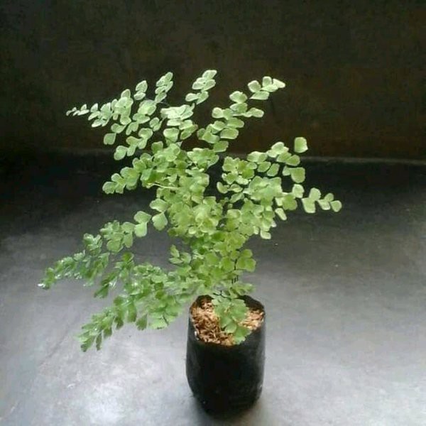 Jual Tanaman Hias Suplir - Pohon Suplir hias | Shopee Indonesia