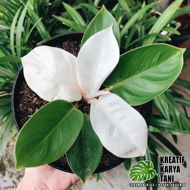 Jual Tanaman hias philodendron white - Philodendron white ...