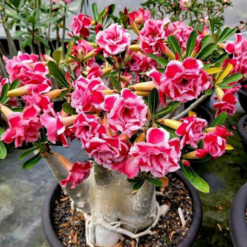 Jual ADENIUM BUNGA TUMPUK 1 POHON GRAFTING 3 WARNA BUNGA BERBEDA ...