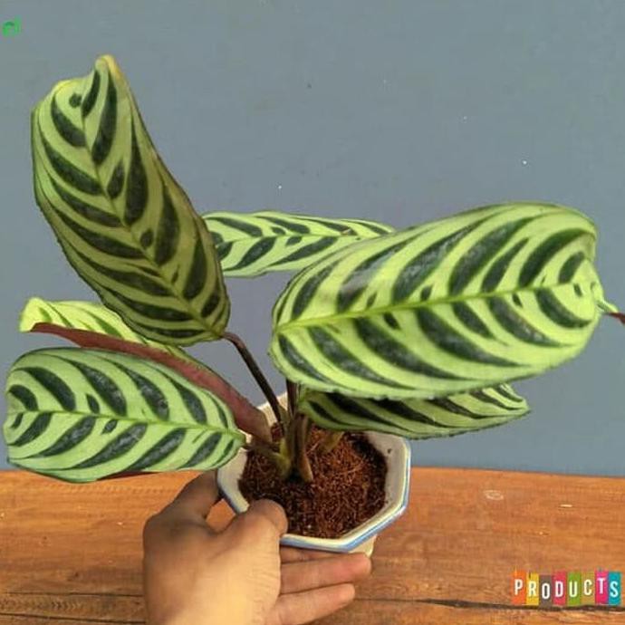 Jual Terbaru Tanaman Indoor Maranta Ekor Merak / Calathea Burle Marx ...