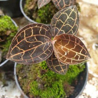 Jual Jewel orchid anoectochilus setaceus / jewel ki aksara merah ...