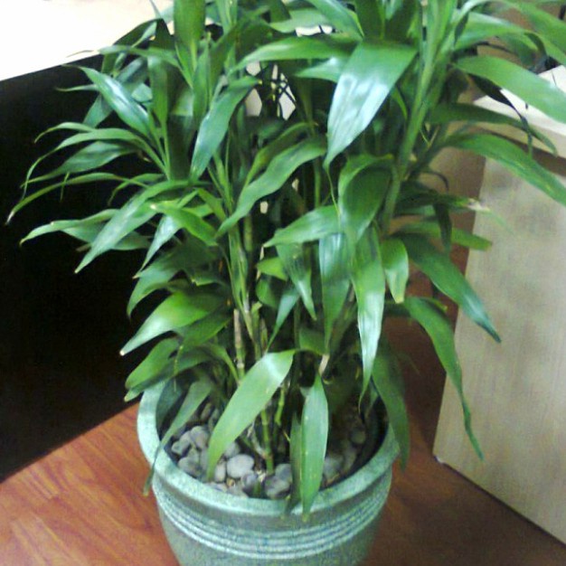 Jual Tanaman Hias Bambu Hoki/tanaman rejeki/tanaman indoor/tanaman air ...