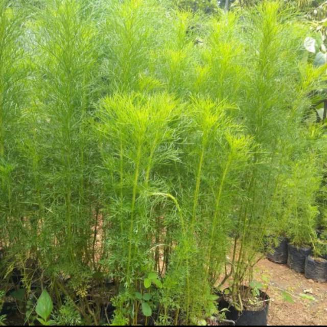 Jual Tanaman hias adas- bibit pohon adas - cemara air Indonesia|Shopee ...