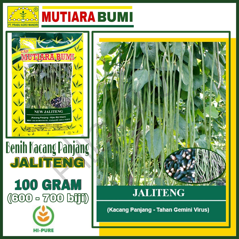 Jual BENIH KACANG PANJANG NEW JALITENG BUNTUT MERAH ISI 100 GRAM ...