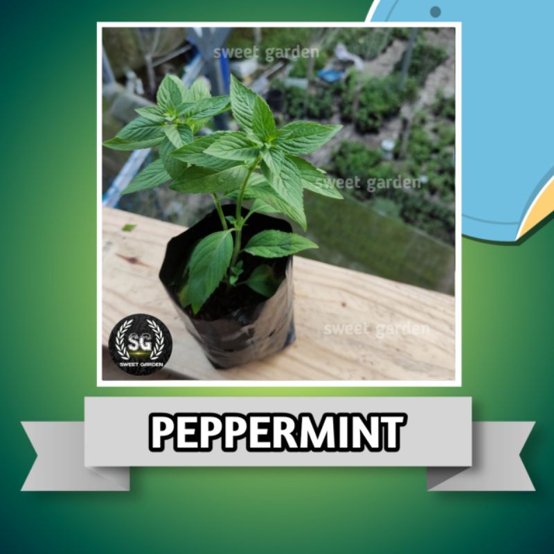 Jual DAUN MINT JENIS PEPPERMINT | Shopee Indonesia