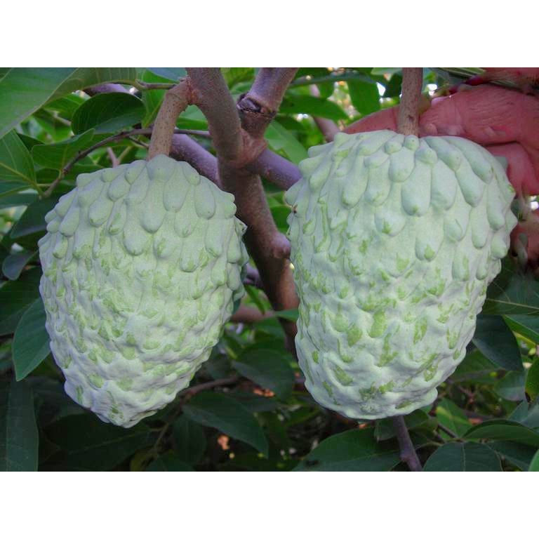 Jual biji/benih/bibit buah srikaya bangkok (10 biji) | Shopee Indonesia Jual biji/benih/bibit buah srikaya bangkok (10 biji) | Shopee Indonesia