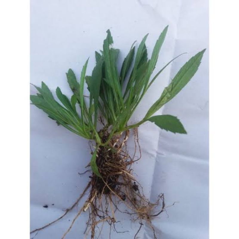 Jual Bunga pikok (kondisi belum berbunga) | Shopee Indonesia