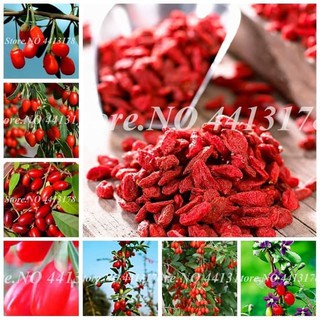 Jual Benih Biji Buah Goji Berry Wolfberry Extra Sweet Isi 50 Biji ...