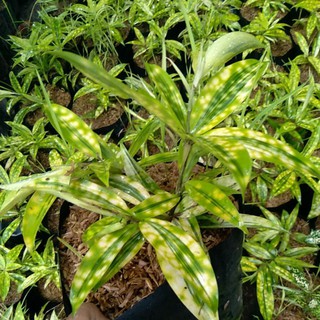 Jual Bunga Bambu drasena jepang/ Florida / Bambu pilipin | Shopee Indonesia