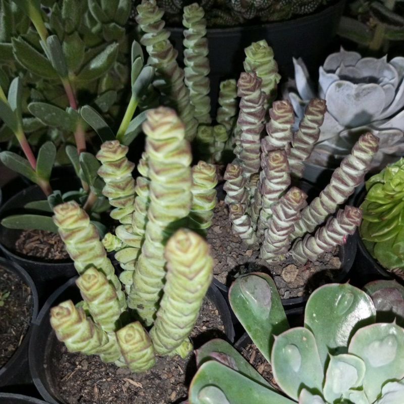 Harga kenakel Terbaru Jul 2025 | BigGo Indonesia