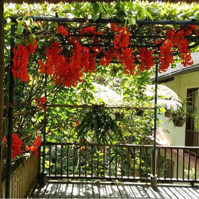 Jual Tanaman hias irian flame bunga orange Panjang 2 meter | Jenis ...