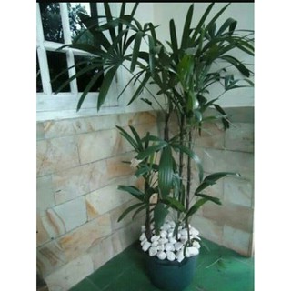 Jual Pohon palem pohon palm Rhapis humilis palem regu palem waregu ...