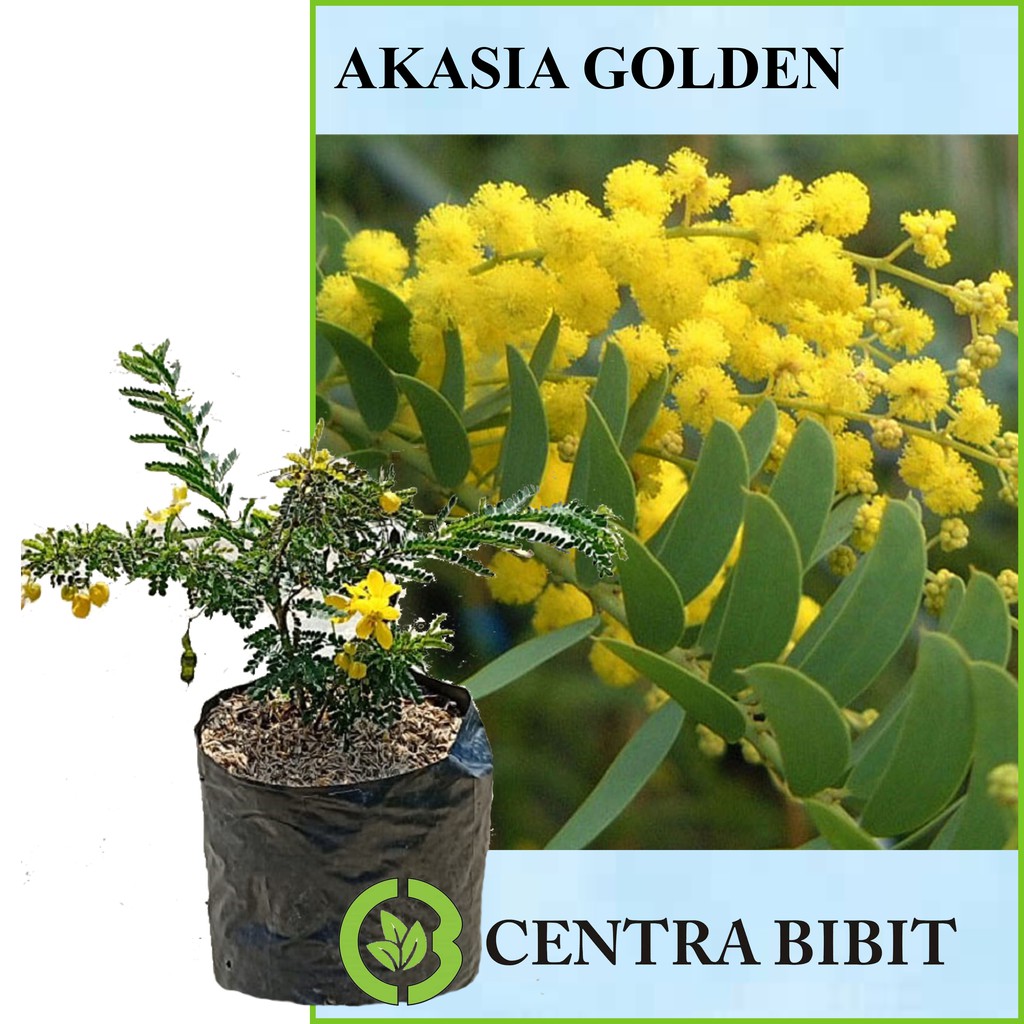 Jual Tanaman Hias Bunga Akasia Golden Indonesia|Shopee Indonesia