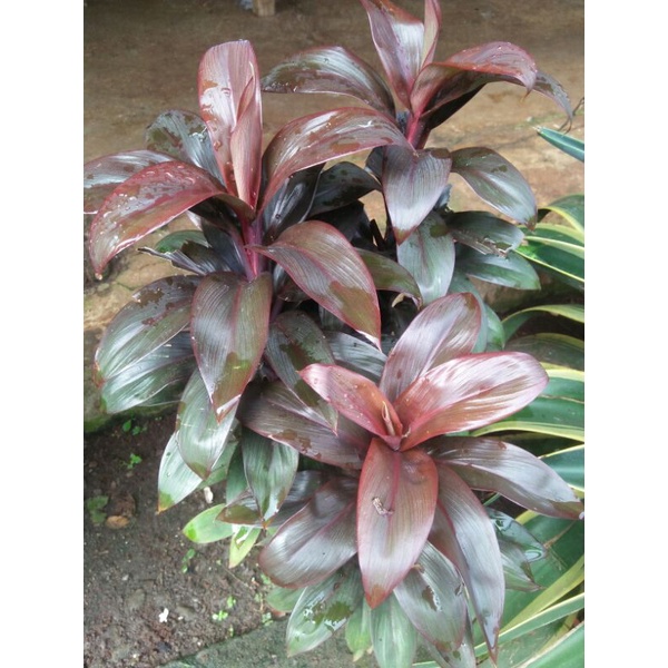 Jual Stek Batang Pohon Andong Merah Mini / Cordyline Compacta ...