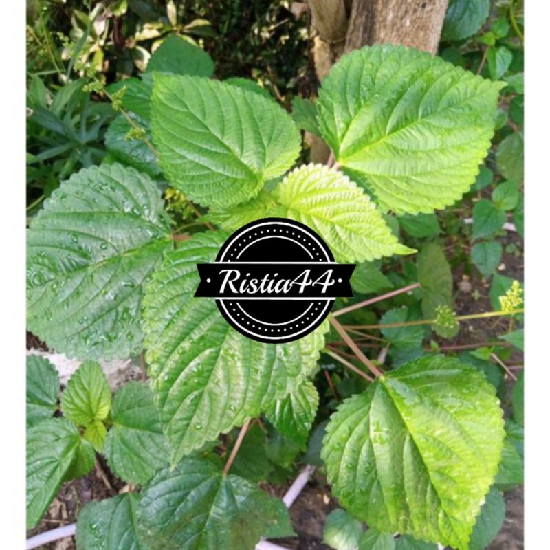 Jual Jual daun jelatang atau daun pulus 500 gr | Shopee Indonesia