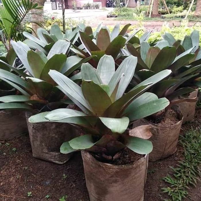 Jual REALPICT Tanaman hias Bromelia Giant MURAH - bunga bromelia giant ...