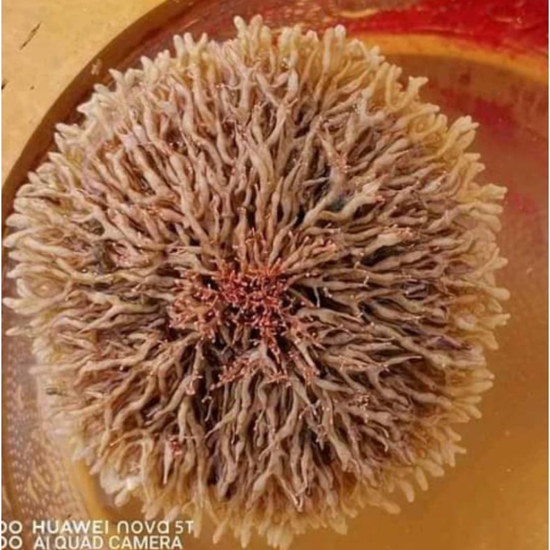 Jual BIANG / BIBIT JAMUR JAKABA ORIGINAL AUTHENTIC BUATAN ABA JUNAIDI ...