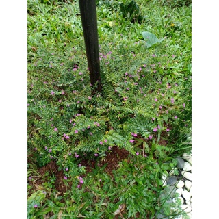 Jual Tumbuhan Hias Taiwan Beauty Bunga Ungu Cuphea Hyssopifolia ...