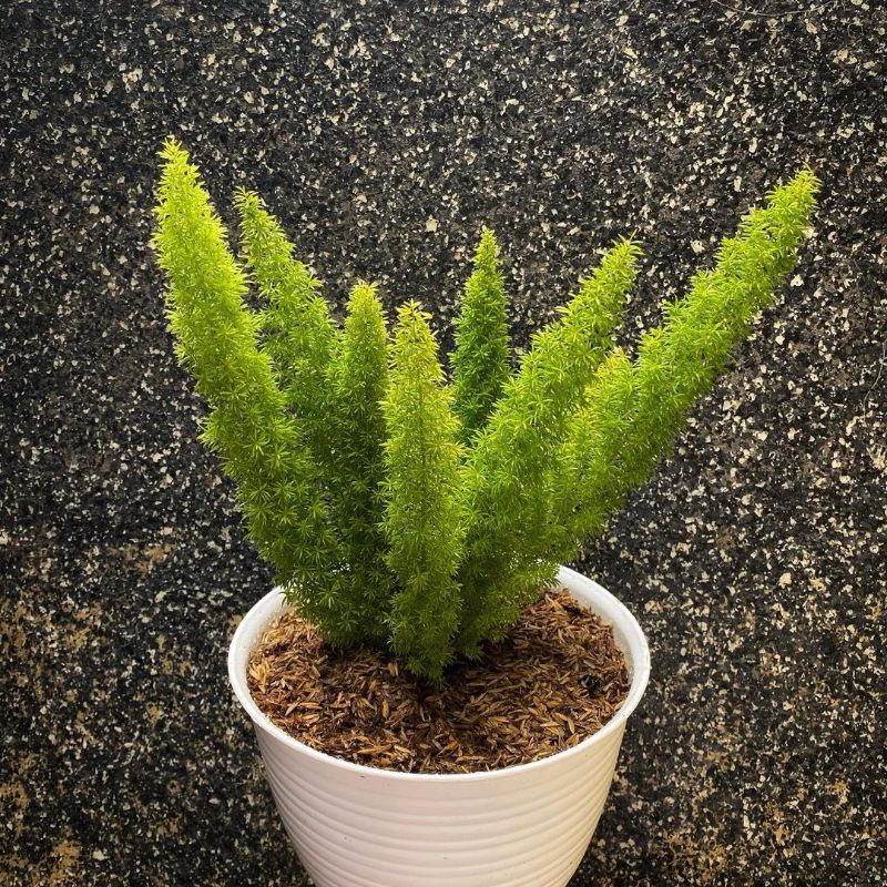 Jual Bunga Cemara Ekor Tupai | Shopee Indonesia