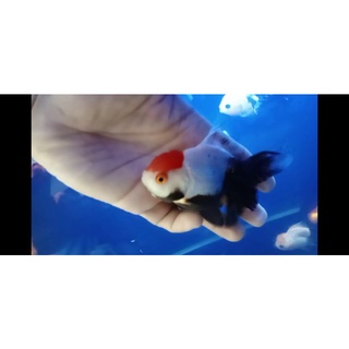 Jual Ikan Koki Panda, Tricolour dan Tancho | Shopee Indonesia