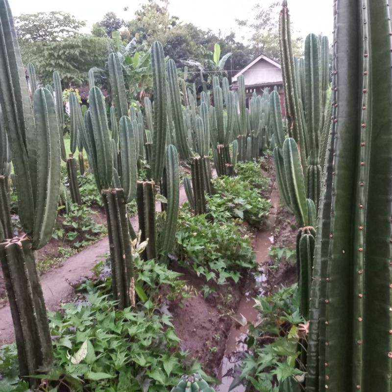 Jual cactus coboy (cereus/kaktus koboy) | Shopee Indonesia