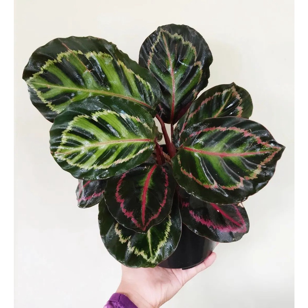 Jual Calathea Linden Tanaman Calathea Tanaman Hias Indoor Bunga ...