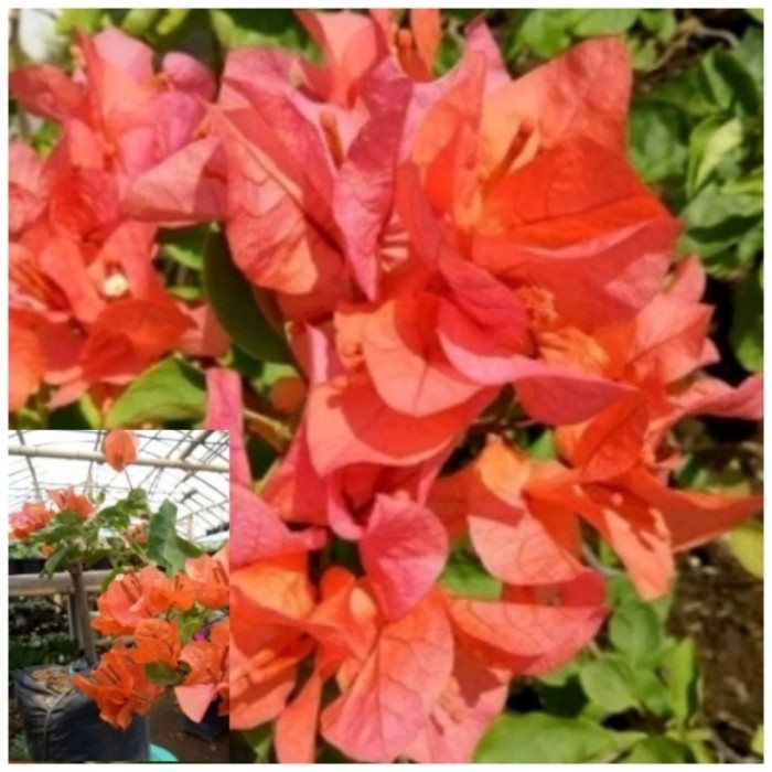 Jual TANAMAN HIAS BUNGA BOUGENVILLE VARIAN WARNA - BUNGA KEMBANG KERTAS ...