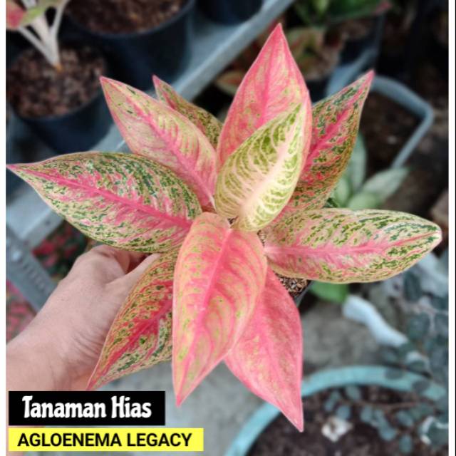 Jual Aglaonema Legacy / Aglonema Legacy / Aglonema Legaci /Tanaman ...
