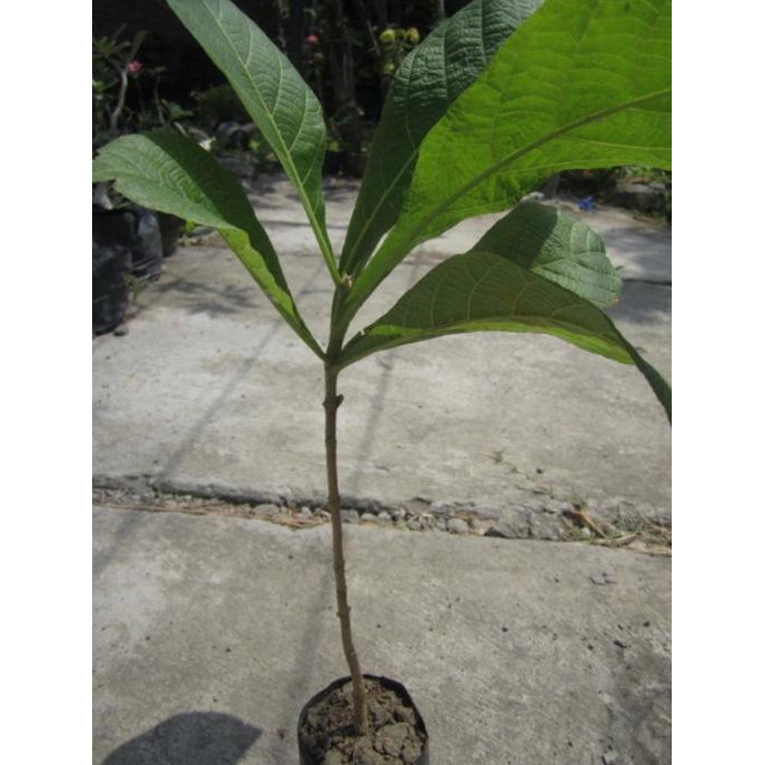 Jual 1 kg Biji Benih Kayu Pohon Jati Mas Unggul h3ro | Shopee Indonesia