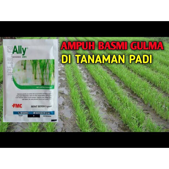 Jual Racun Rumput / Gulma Ally 20 WG 5 gr - Herbisida Sistemik ...
