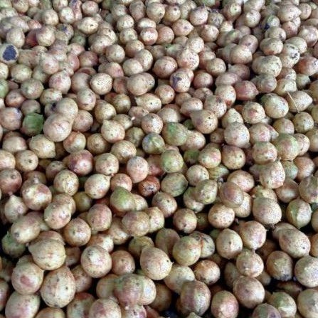 Jual Buah kosambih / kesambi / kecacil asam manis segar 1kg | Shopee ...
