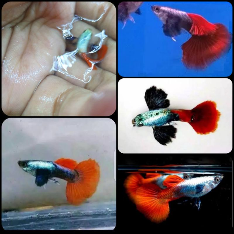 Jual ikan guppy platinum redtail big ear untuk aquarium dan aquascape | Shopee Indonesia