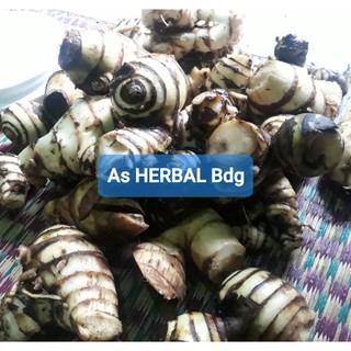 Jual Umbi Ganyong Putih Asli 1 Kg / umbi ganyo | Shopee Indonesia