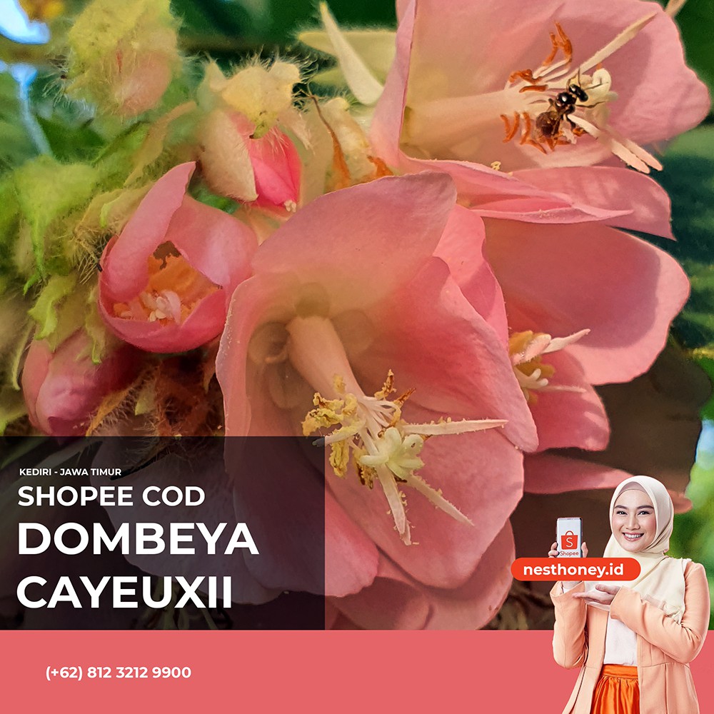 Jual Bunga Dombeya Cayeuxi / Bunga Klanceng / Bibit Vegetasi Hias ...