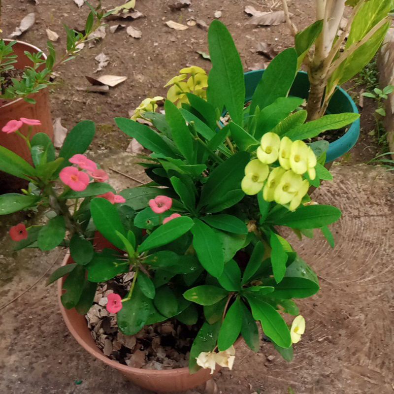 Jual bunga eforbia | Shopee Indonesia