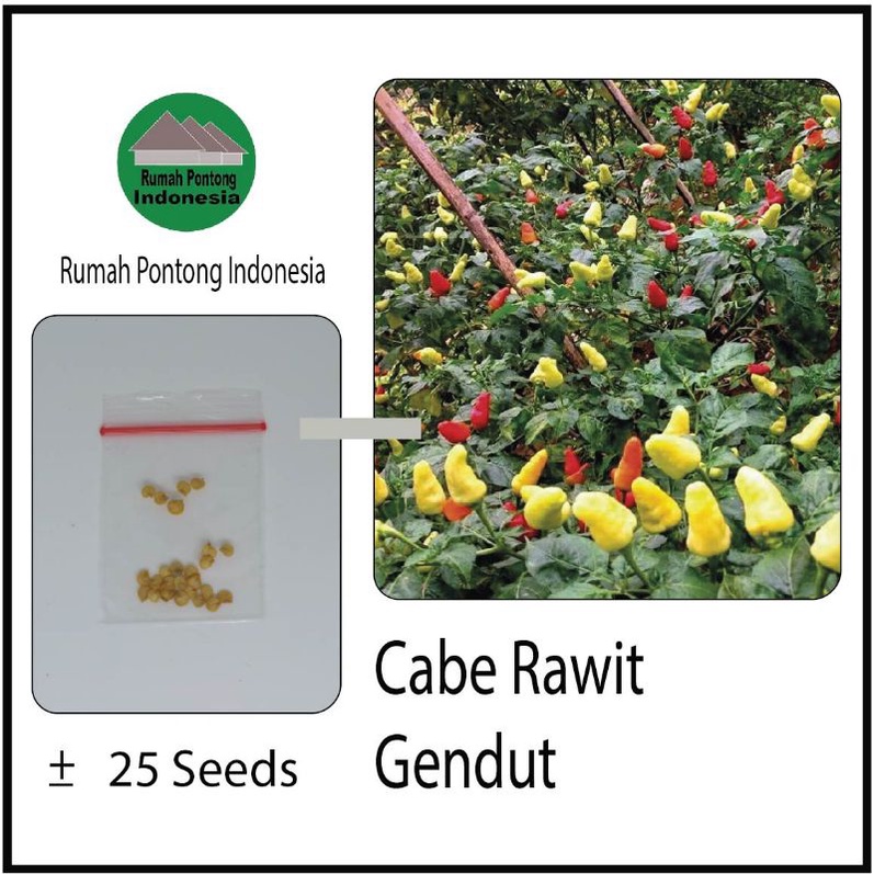 Jual 25 Biji Benih Cabe Rawit Gendut Super Pedas | Shopee Indonesia