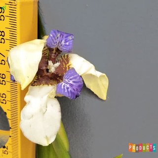 Jual Bunga airis biru putih / iris neomarica gracilis | Shopee Indonesia