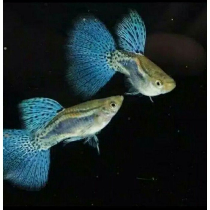 Jual ikan hias Guppy blue gres sepasang | Shopee Indonesia