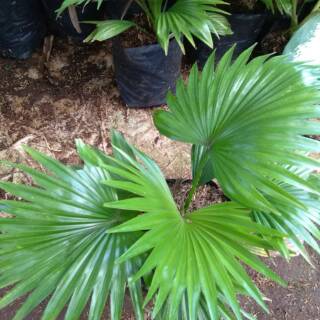 Jual bibit Tanaman palem sadeng bintang palm bintang tanaman indoor dan ...