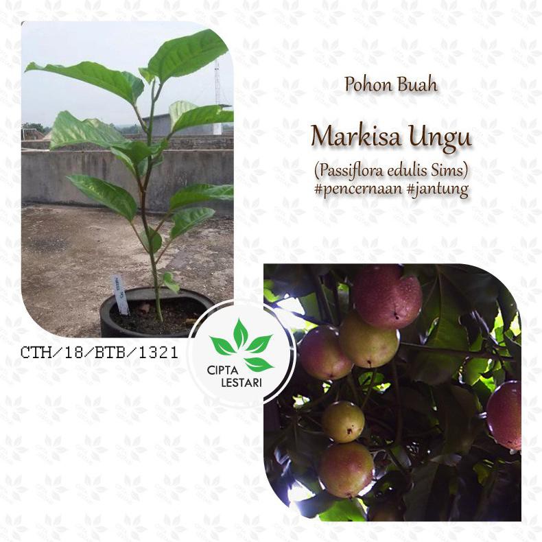 Jual Bibit Pohon Buah Markisa Ungu Merah Hitam Bibit Markisa Pohon Markisa Tanaman Edulis Sims ...