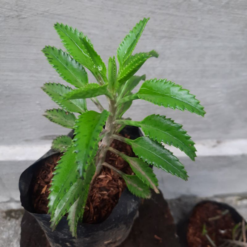 Jual Tanaman Hias Sekulen Sukulen Kalanchoe Indonesia|Shopee Indonesia